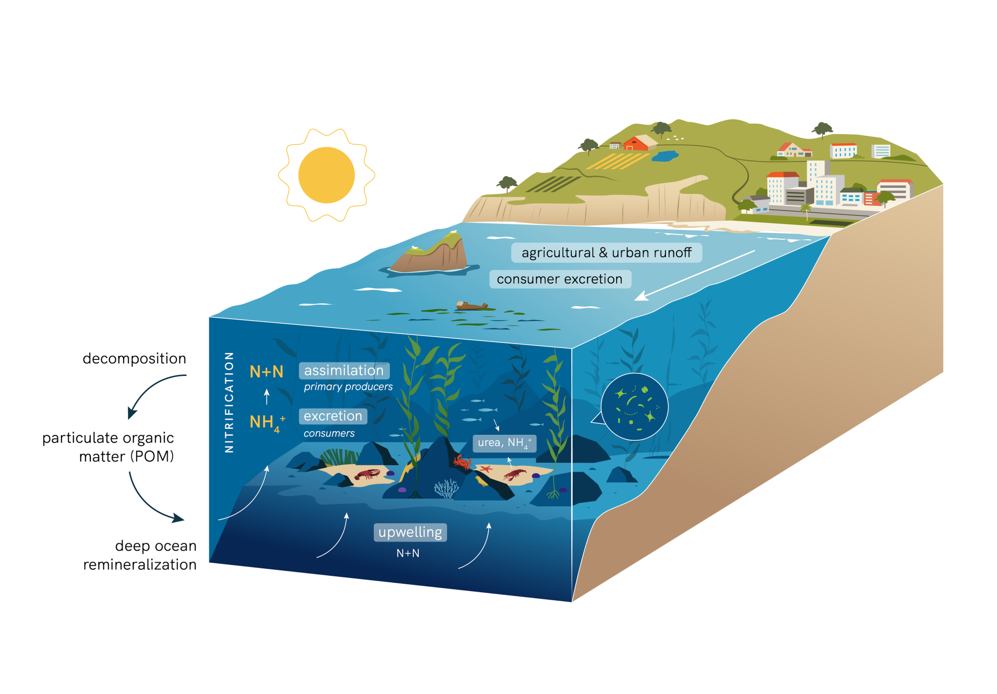 California Coastal Nitrogen Cycle - Amy Dozier - Amy Dozier